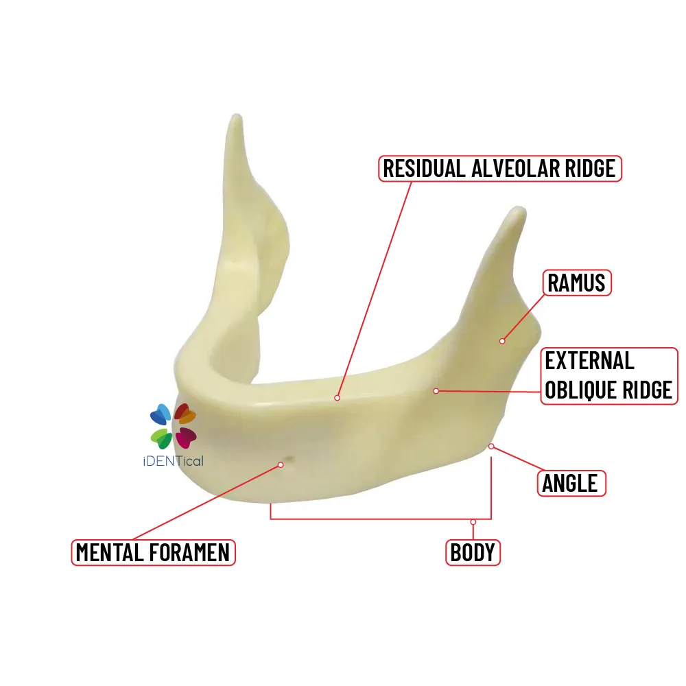 Internal Oblique Ridge Chapter 1