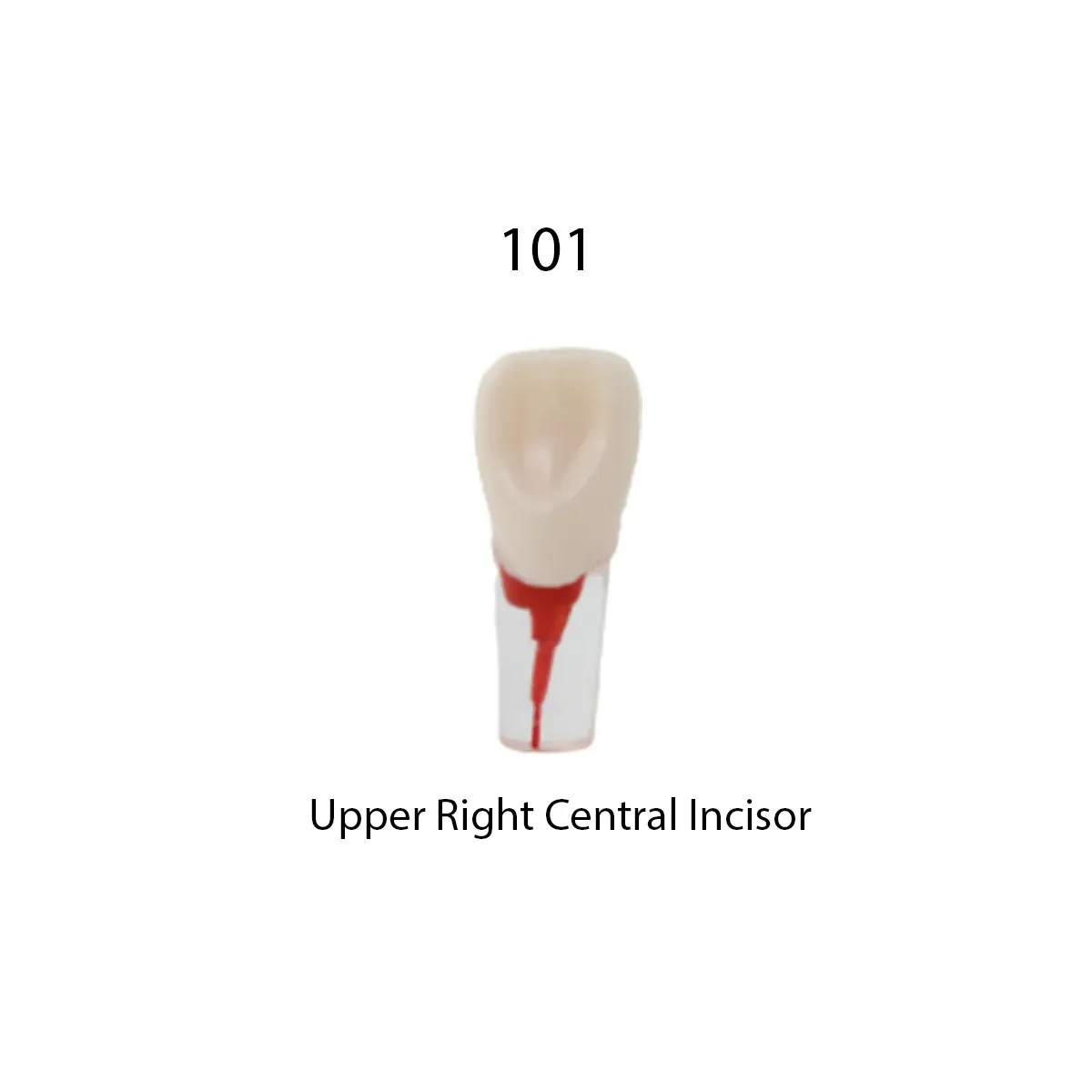 iDENTical Root Canal Treatment Practice Models for Endo Training | At ...