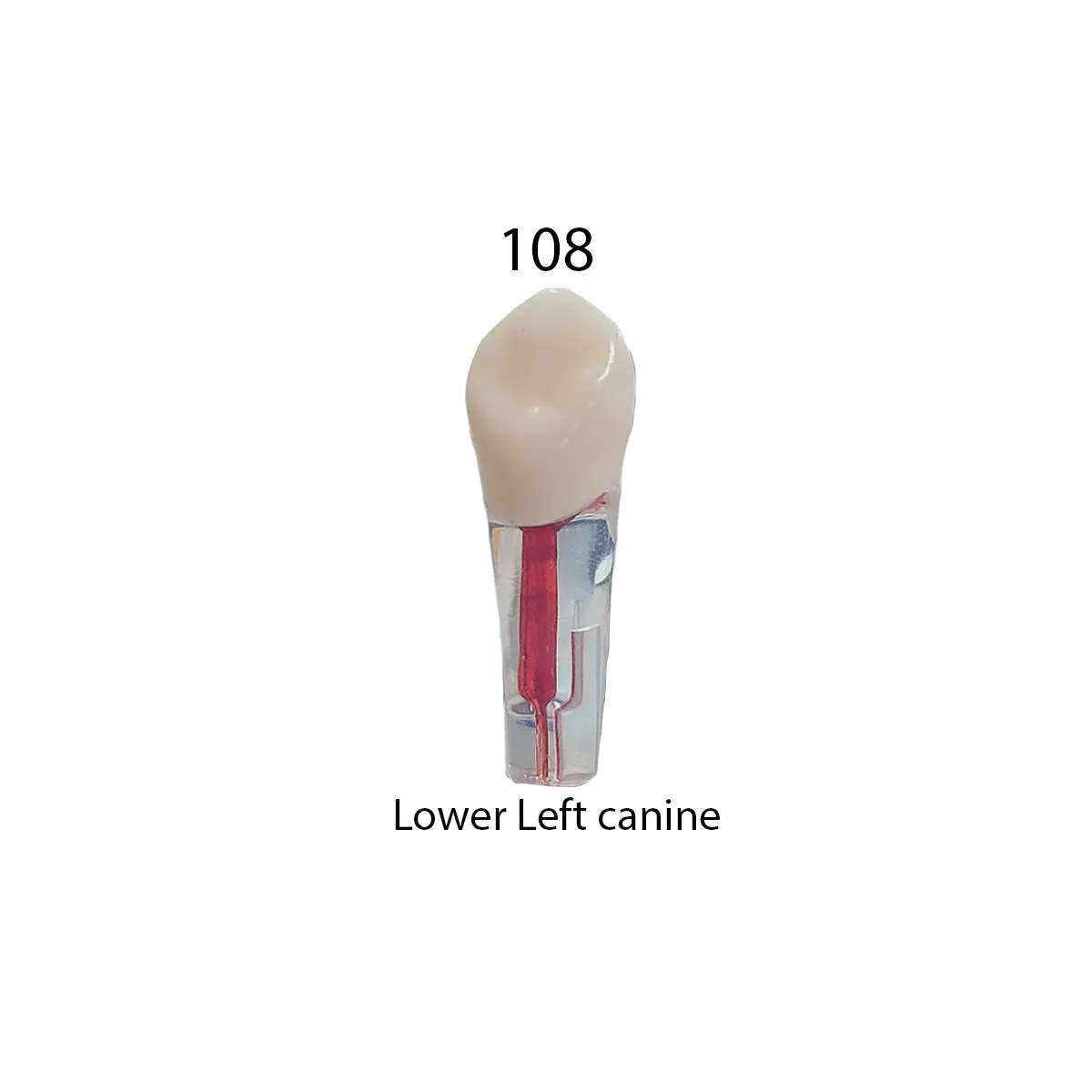 iDENTical Root Canal Treatment Practice Models for Endo Training | At ...