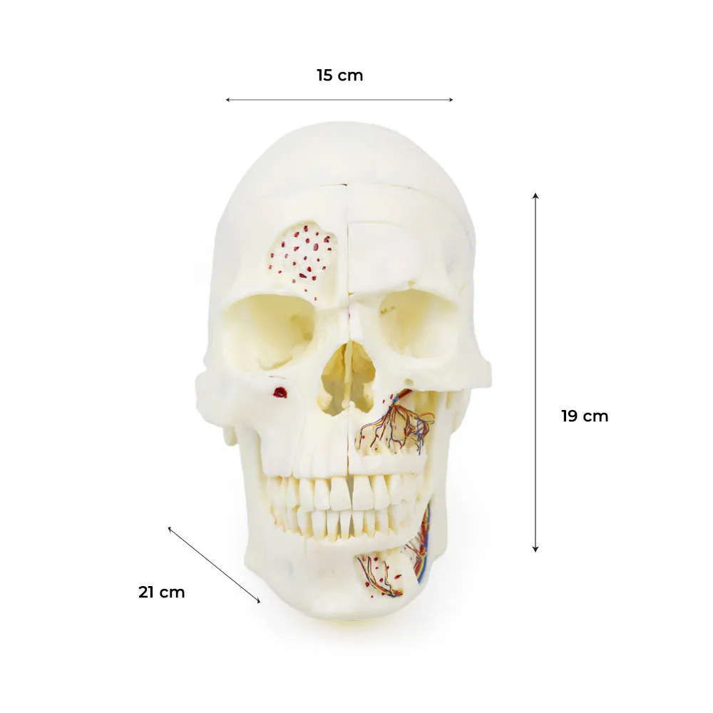 Anatomy Skull Model