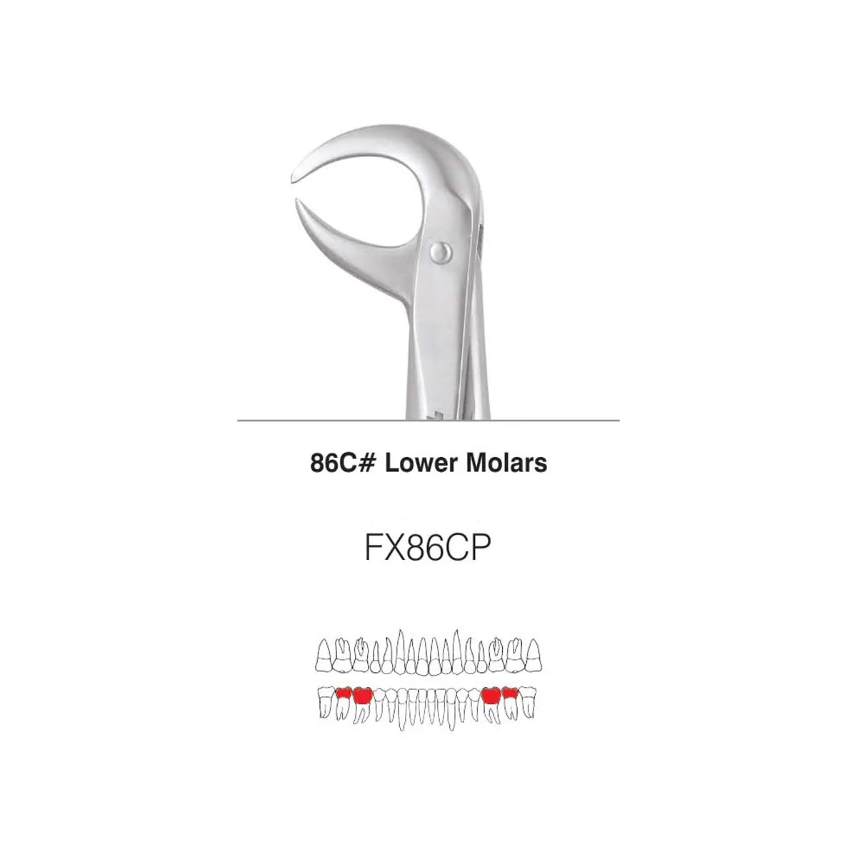 GDC Extraction Forceps S/12 With Cassette Instruments Kit (EFPWC12 ...