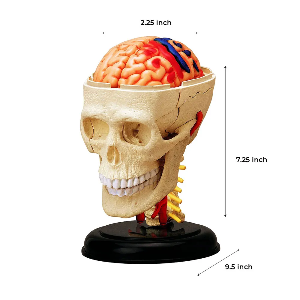 Buy M7037 Skull Anatomy 3D Model – Perfect for Medical Education | At ...