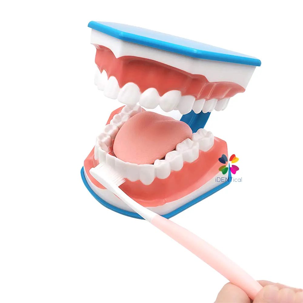 Enhance Patient Education with iDENTical Big Brushing Model with Tongue ...