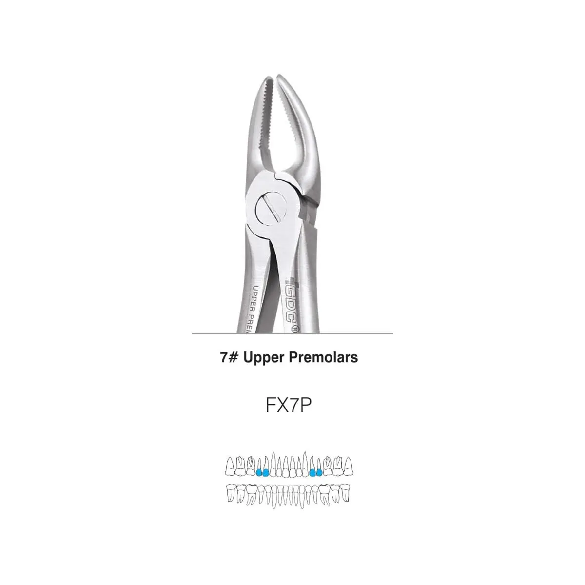 GDC Extraction Forceps S/12 With Cassette Instruments Kit (EFPWC12 ...