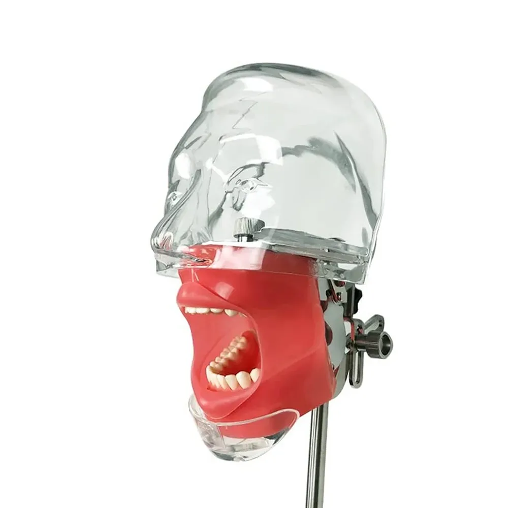 Identical Table Mount Portable Dental Manikin (M1003-3) Online at Best Price | Dentalkart.com