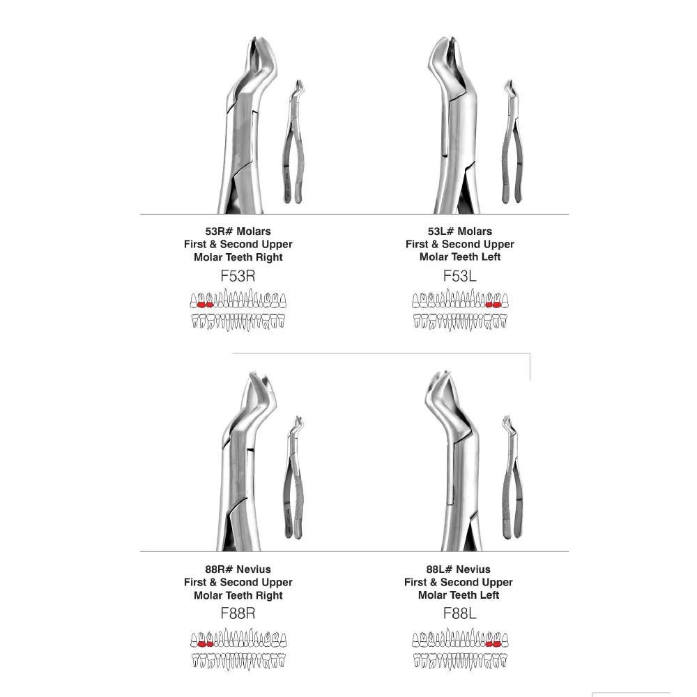GDC American Extraction Forceps | DentalKart