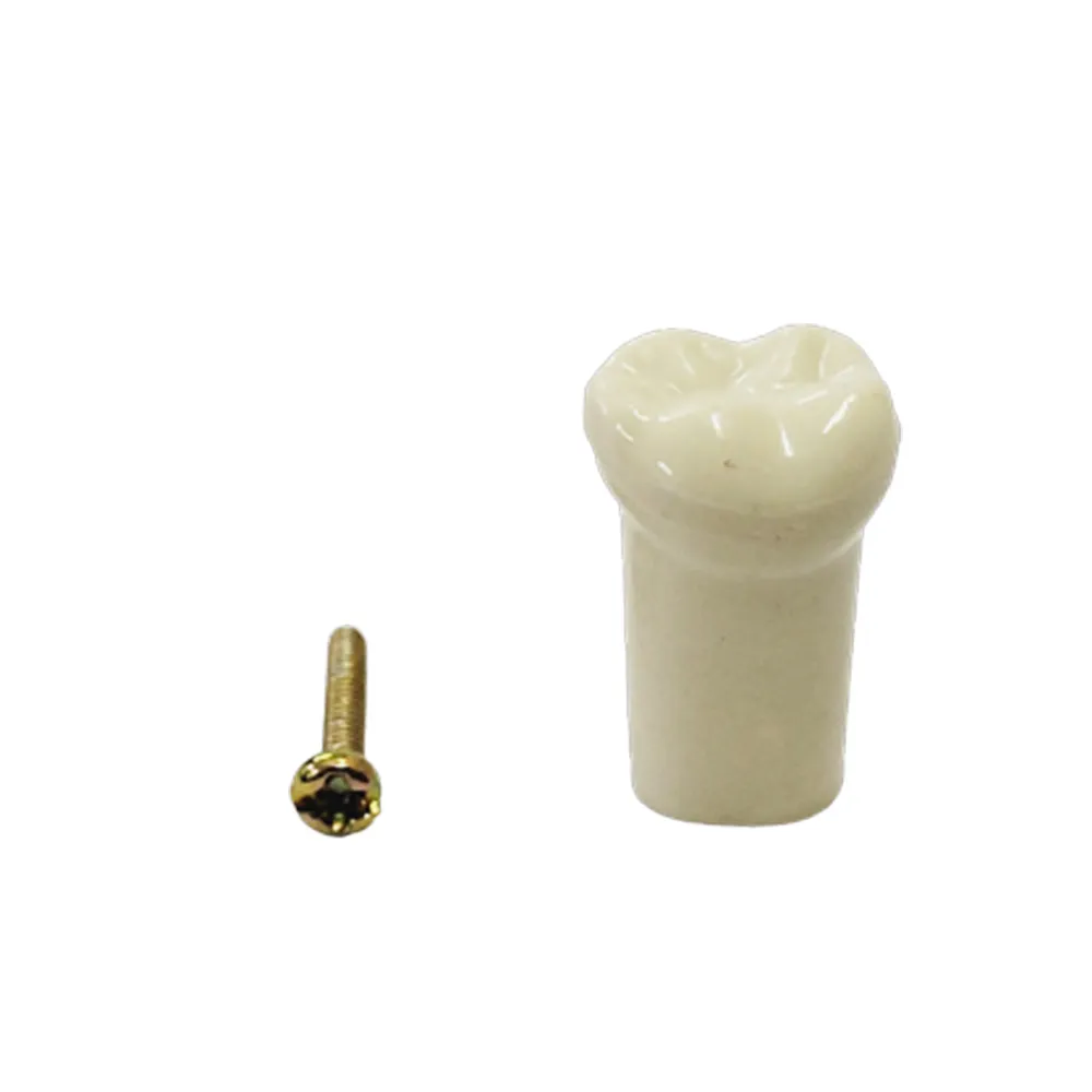 API Typodonts Individual Teeth - Pedo Size for Advanced Dental Training ...