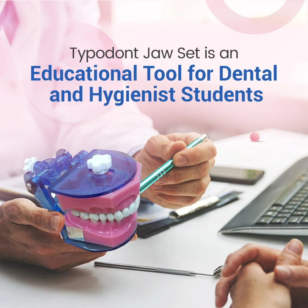 API Jaw Set and Typodont Teeth : Buy Durable and Realistic Dental ...