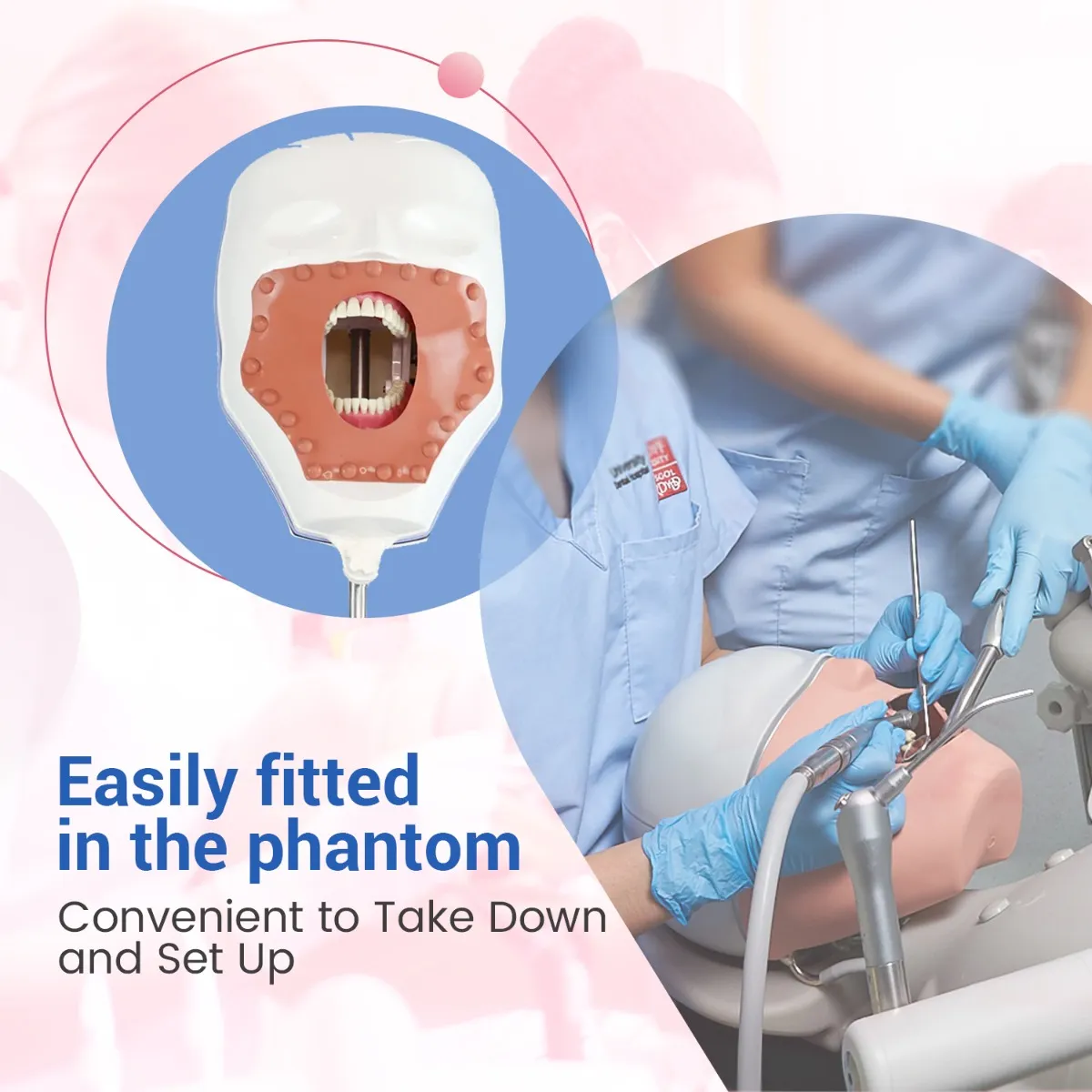 API Jaw Set and Typodont Teeth : Buy Durable and Realistic Dental ...