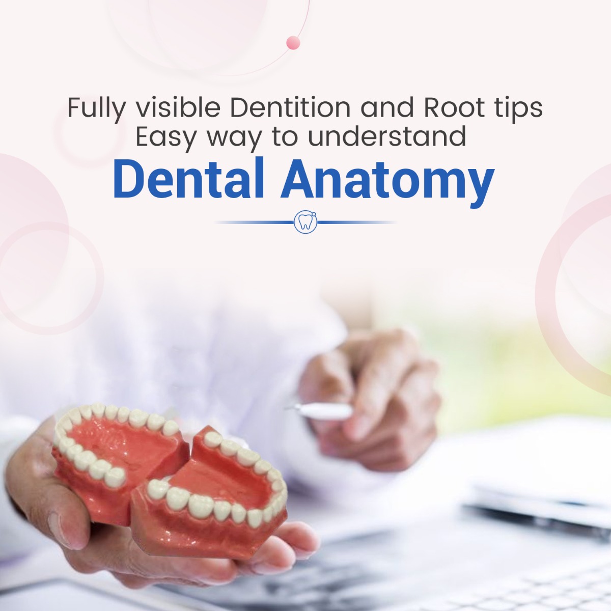 API Jaw Set and Typodont Teeth : Buy Durable and Realistic Dental ...