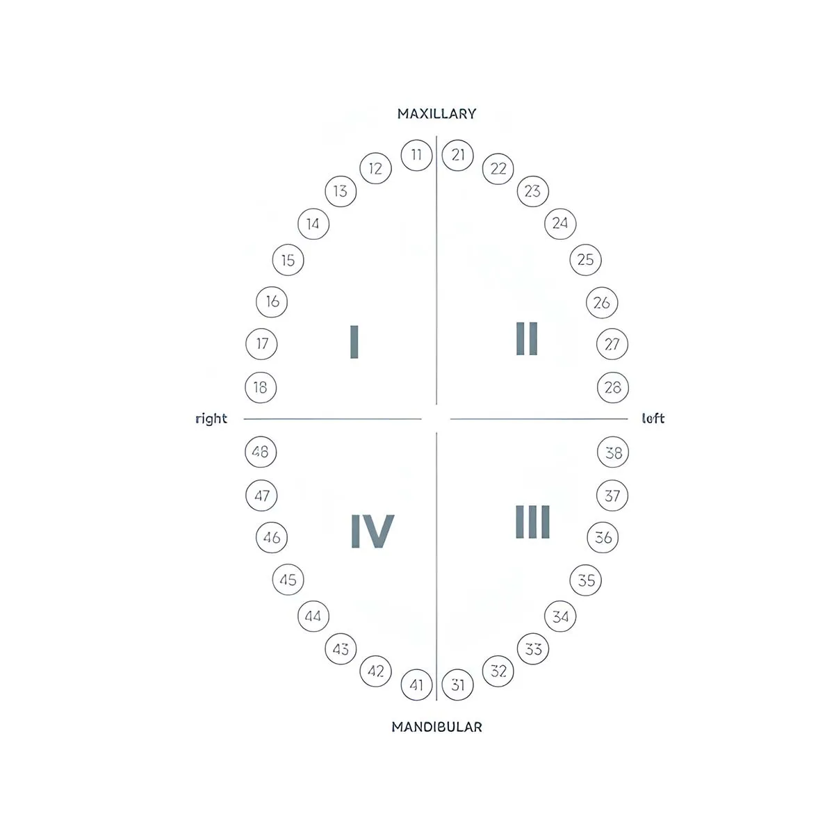 Waldent Stainless Steel Rubber Dam Instrument Kit Online at Best Price ...