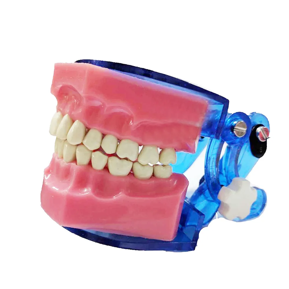 API Jaw Set and Typodont Teeth : Buy Durable and Realistic Dental ...