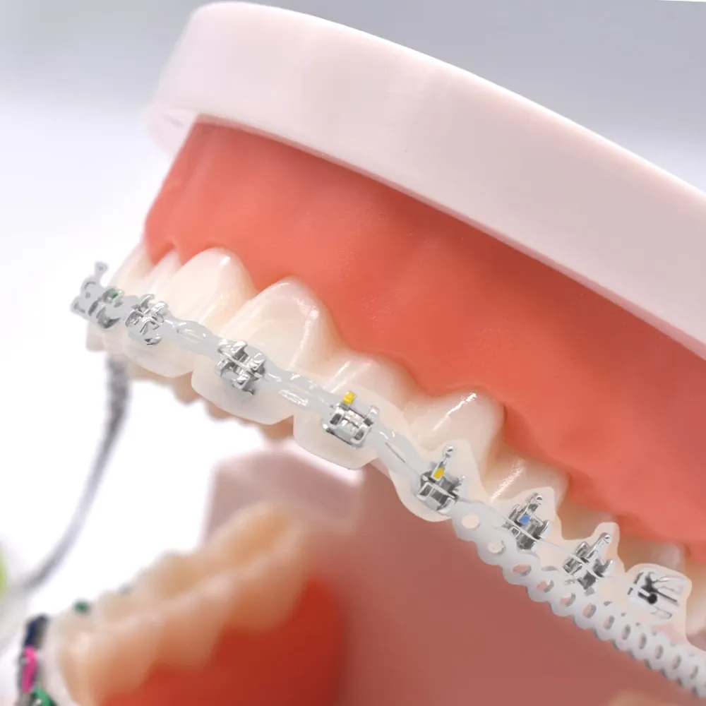 Prime Ortho Elastic Chains Continuous 10ft