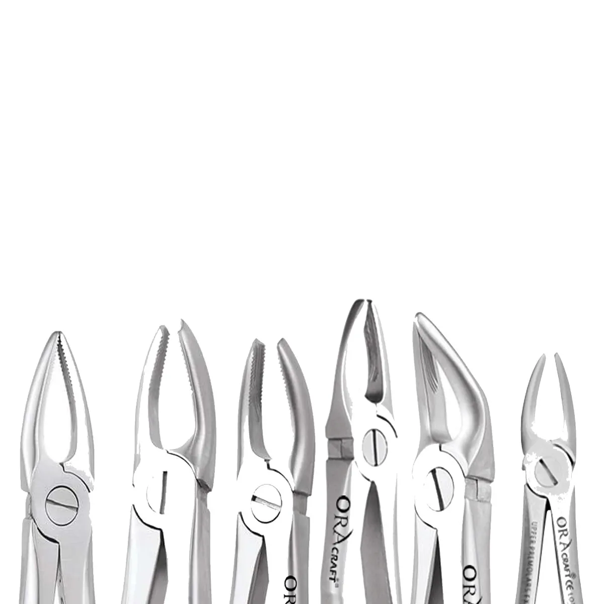 Oracraft Extraction Forceps Standard