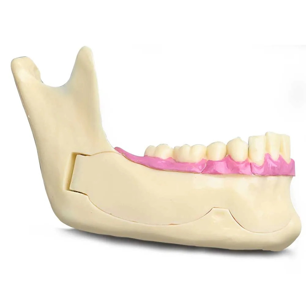 Buy iDENTical Mandible Model M4014 - Detailed Mandibular Bone Anatomy ...