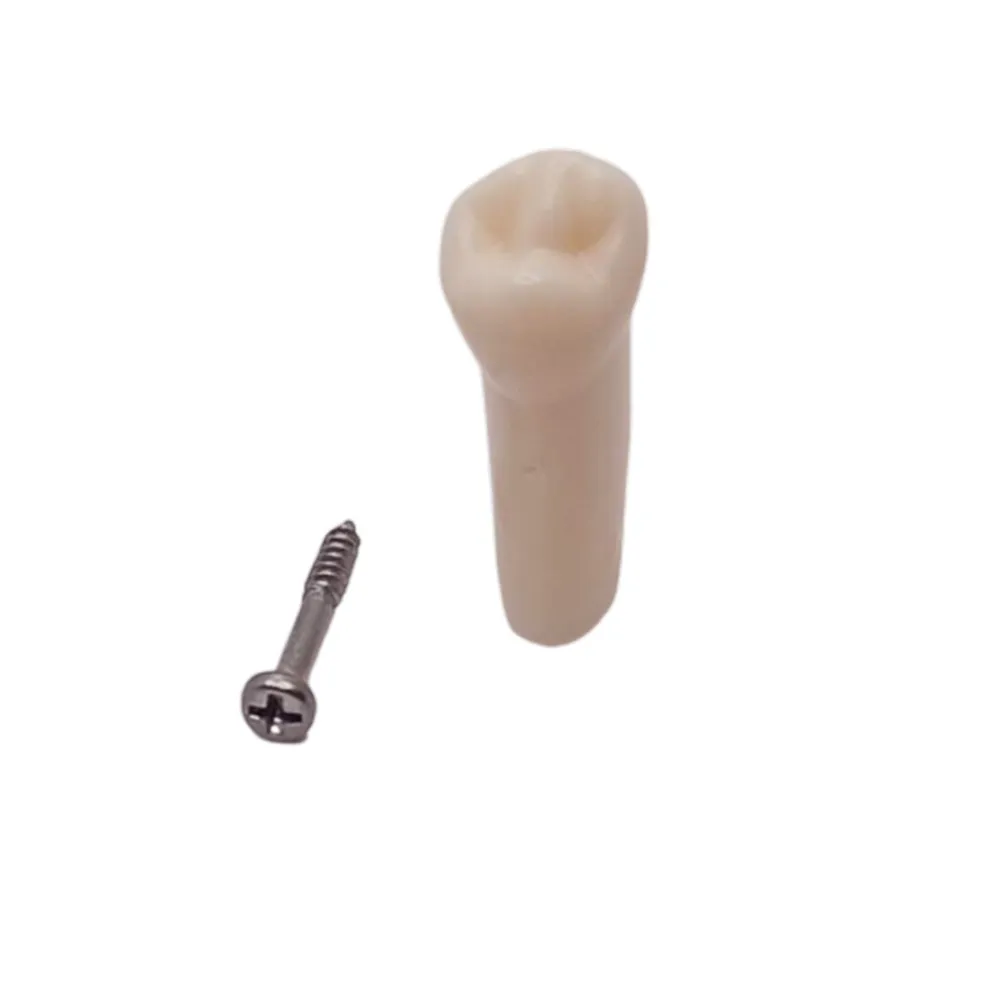 iDENTical Typodonts For Frasaco Type Jaw Set Individual M8022