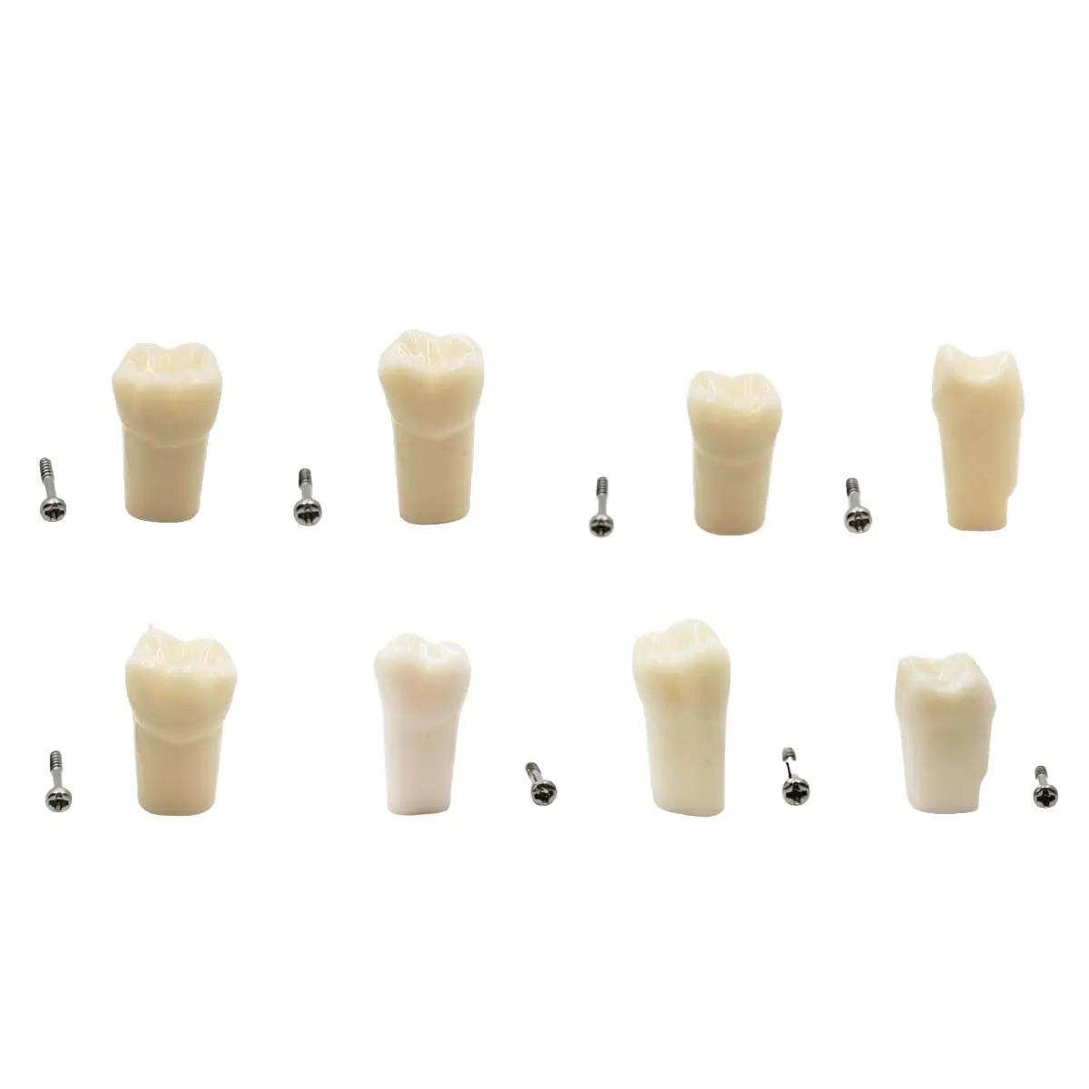 Buy iDENTical Typodonts for Jaw Set Individual M8025 - Nissin Typodont ...