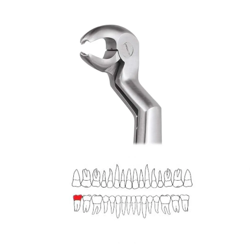 GDC Extraction Forceps Special Wisdom Routrier | Dentalkart