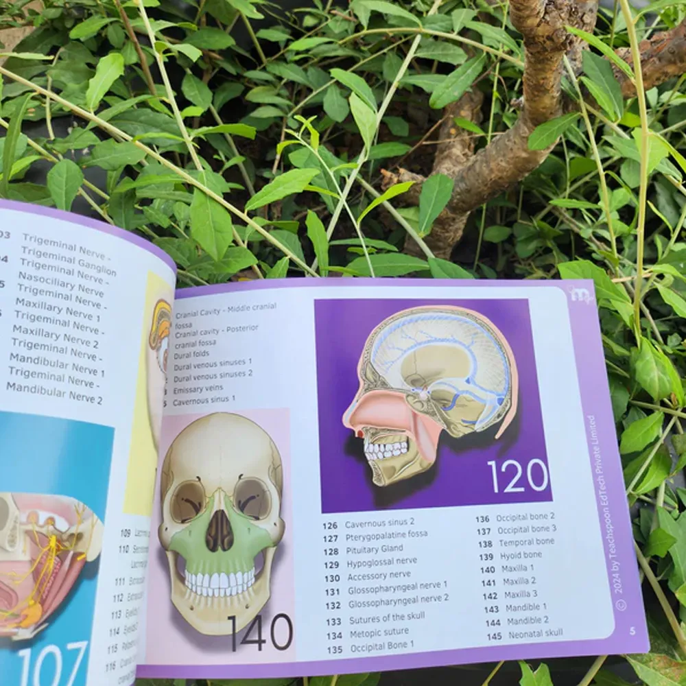 Medi Study Go Head And Neck Anatomy Mind Maps