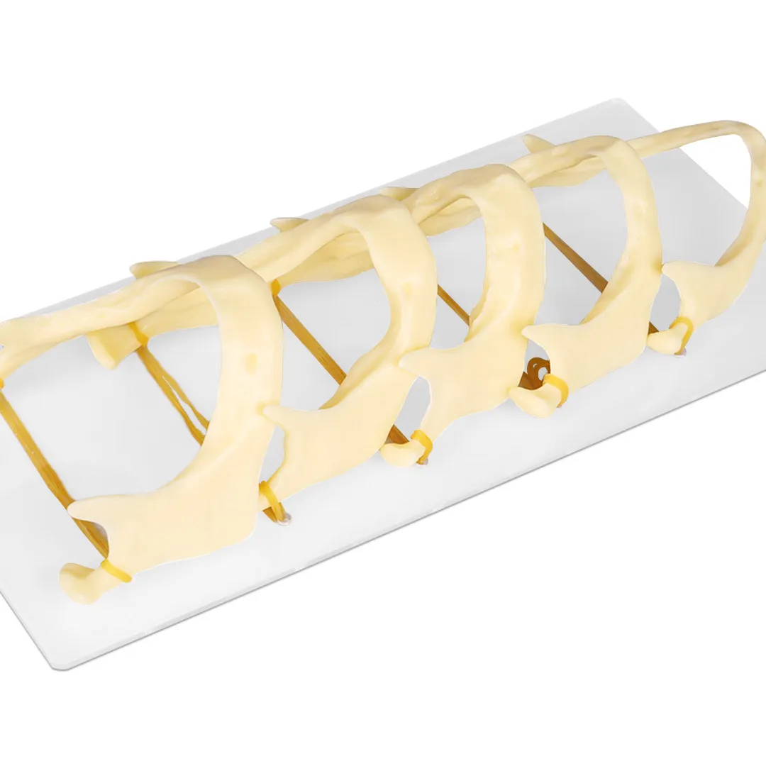 iDENTical Upper & Lower Jaw Development Models | Maxilla & Mandible ...