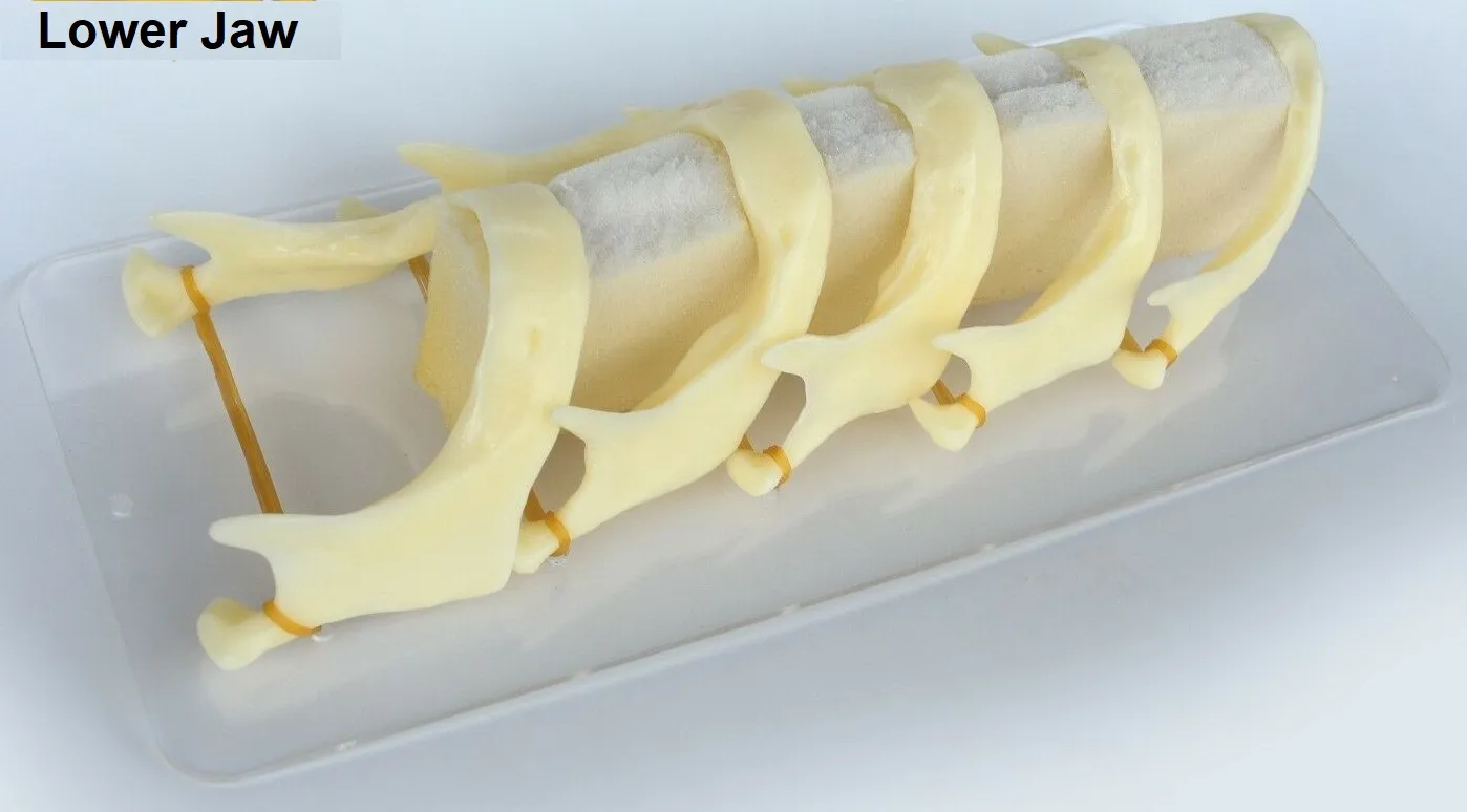 iDENTical Upper & Lower Jaw Development Models | Maxilla & Mandible ...