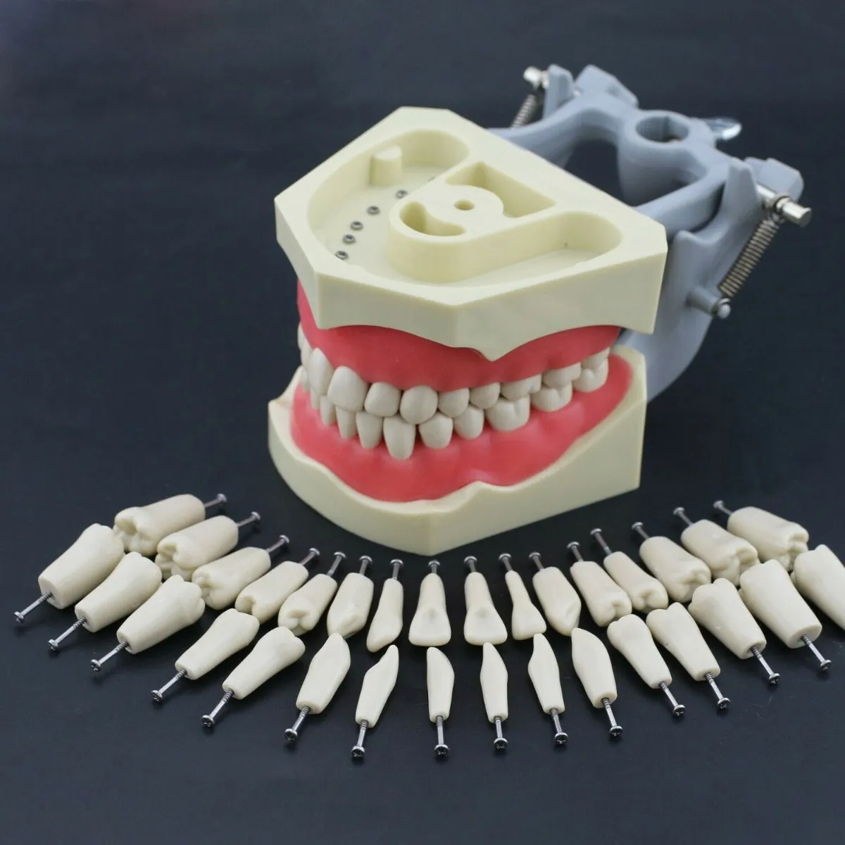 API Typodont Teeth Set with Screw Online at Best Price | Dentalkart.com