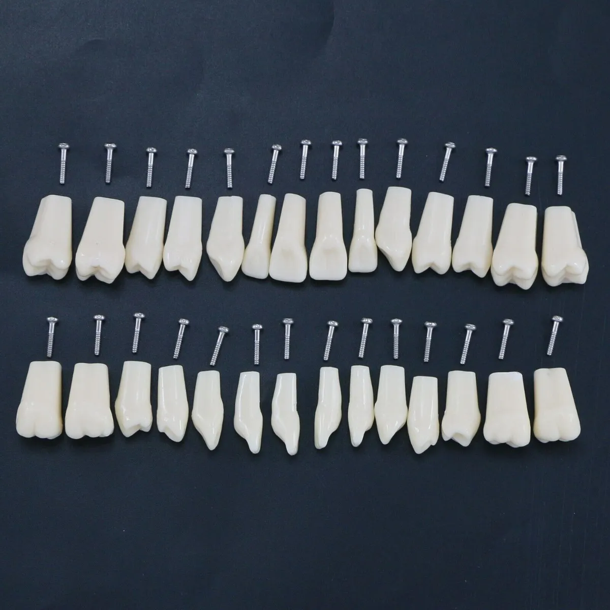 Buy iDENTical Typodonts for Jaw Set Individual M8025 - Nissin Typodont ...