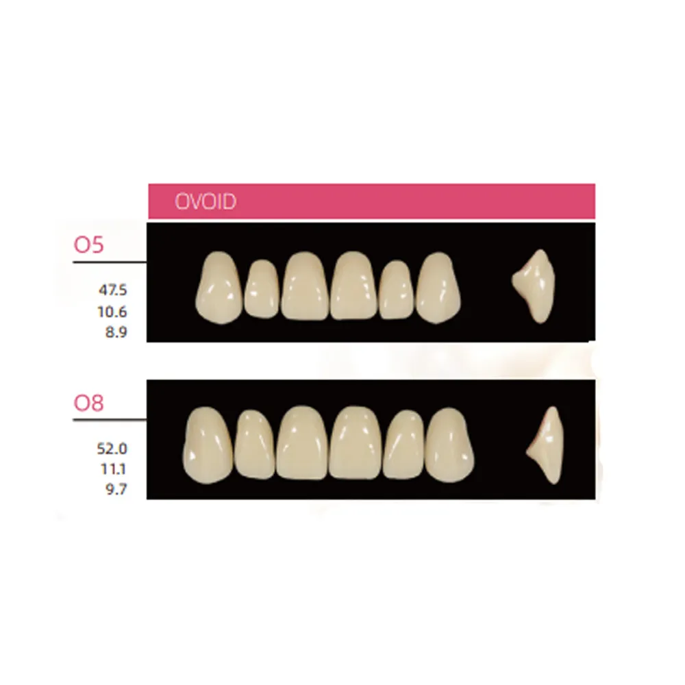 Huge Dental Sonning Acrylic Denture Teeth A2