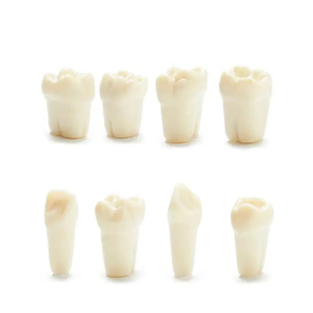 Columbia Dentoform Typodont Ivorine Teeth T-560