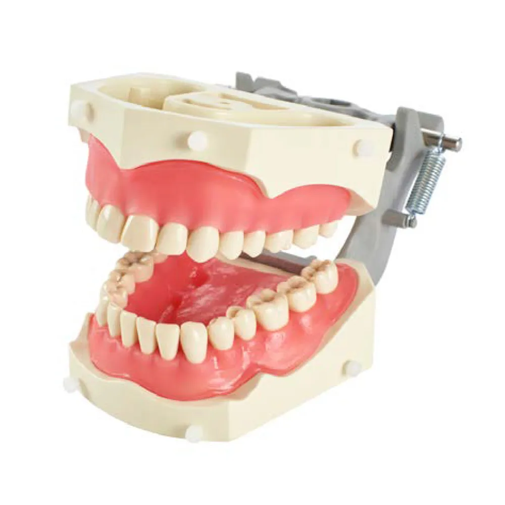 Columbia Dentoform Typodont Ivorine Teeth T-860