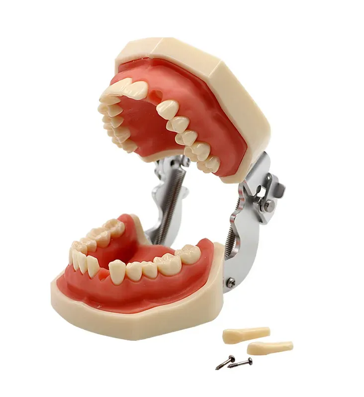 Buy iDENTical Typodonts for Jaw Set Individual M8025 - Nissin Typodont ...