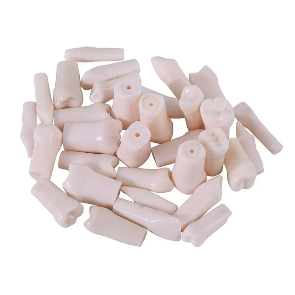 Columbia Dentoform Typodont Ivorine Teeth T-560