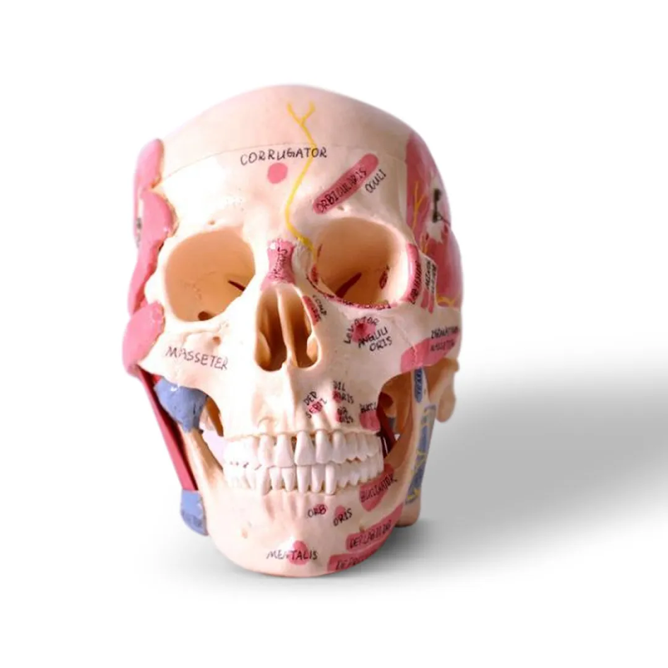 Buy Human Anatomy Model Online | Best Human Anatomy at Dentalkart